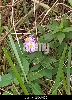 Elliott's aster (Symphyotrichum elliottii) Plantae Stock Photo - Alamy