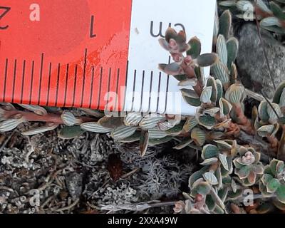 Colenso's mingimingi (Acrothamnus colensoi) Plantae Stock Photo - Alamy