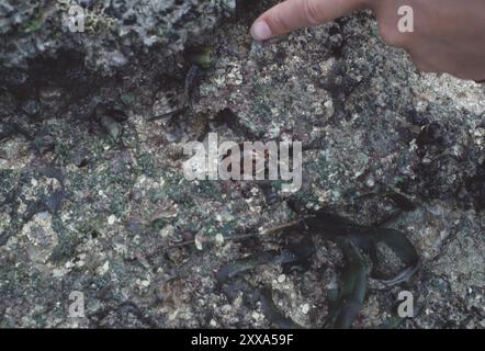 Lynx Cowry (Lyncina lynx) Mollusca Stock Photo - Alamy