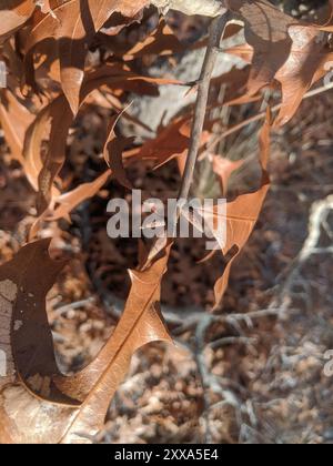 American turkey oak (Quercus laevis) Plantae Stock Photo - Alamy