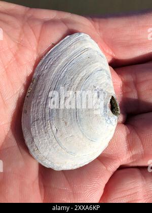 Bent-nosed Clam (Macoma nasuta) Mollusca Stock Photo - Alamy