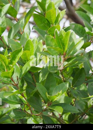 scrambling clerodendrum (Volkameria inermis) Plantae Stock Photo - Alamy
