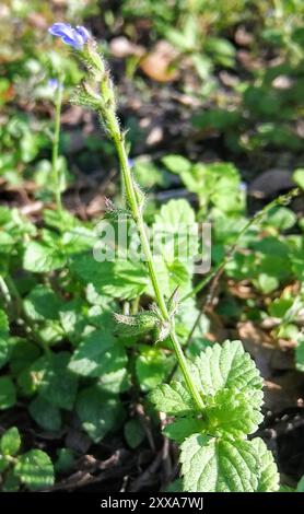 River sage (Salvia misella) Plantae Stock Photo - Alamy