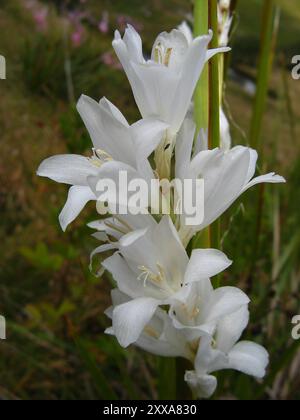 (Dierama argyreum) Plantae Stock Photo - Alamy
