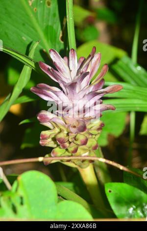 Deceptive Curcuma (Curcuma decipiens) Plantae Stock Photo - Alamy