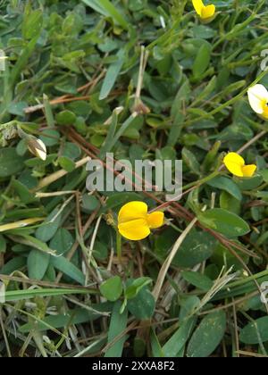 Rabbitbells (Crotalaria rotundifolia) Plantae Stock Photo - Alamy