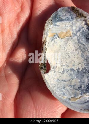 Bent-nosed Clam (Macoma nasuta) Mollusca Stock Photo - Alamy