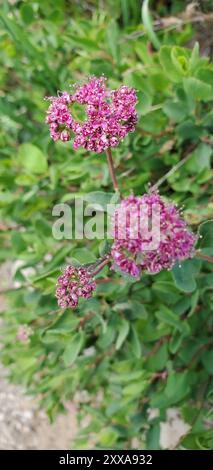 Mountain Spirea (Spiraea splendens) Plantae Stock Photo - Alamy