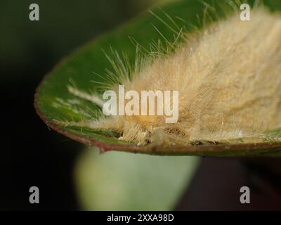 Taiwan yellow tussock moth (Euproctis taiwana) Insecta Stock Photo - Alamy