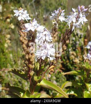 derwent speedwell (Veronica derwentiana) Plantae Stock Photo - Alamy
