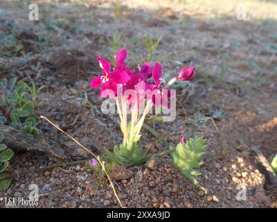 Granite Kabong (Lapeirousia silenoides) Plantae Stock Photo - Alamy