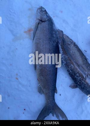 Lake Whitefish (Coregonus clupeaformis) Actinopterygii Stock Photo - Alamy