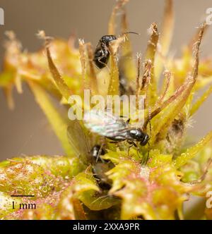 (Neuroterus quercicola) Insecta Stock Photo - Alamy