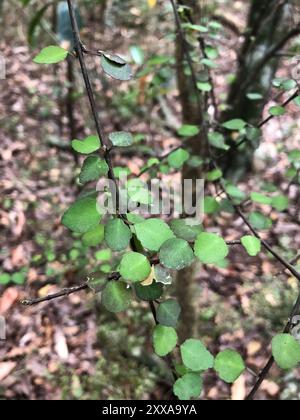 Poataniwha (Melicope simplex) Plantae Stock Photo - Alamy