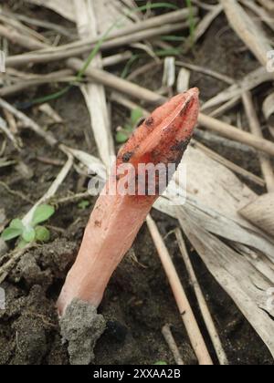 lantern stinkhorn (Lysurus mokusin) Fungi Stock Photo - Alamy