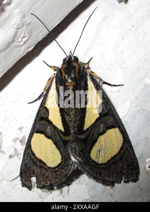 Trimen's False Tiger (Agoma trimenii) Insecta Stock Photo - Alamy