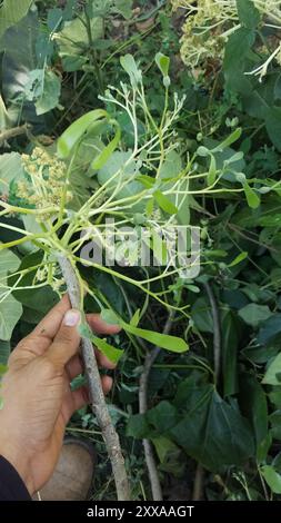 Propeller Tree (Gyrocarpus americanus) Plantae Stock Photo - Alamy