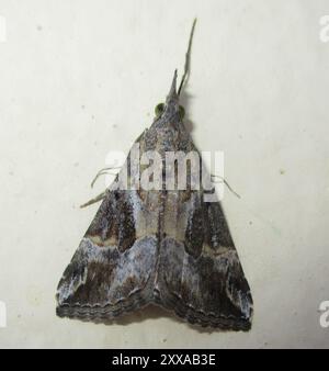 Lantana Defoliator (Hypena laceratalis) Insecta Stock Photo - Alamy