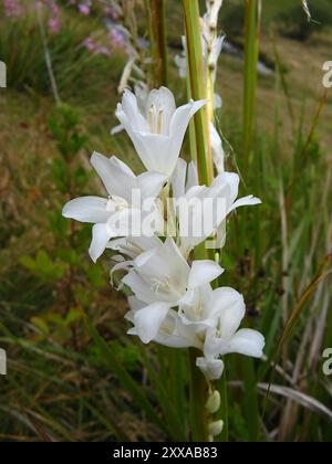 (Dierama argyreum) Plantae Stock Photo - Alamy