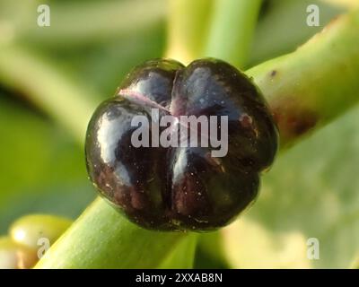 Malabar spinach (Basella alba) Plantae Stock Photo - Alamy