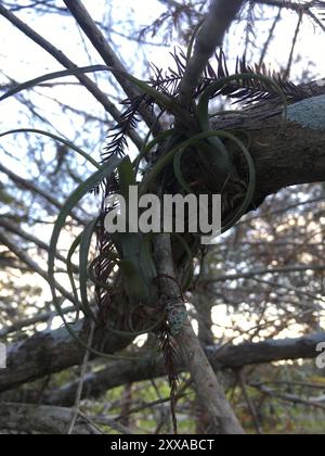 Balbis' airplant (Tillandsia balbisiana) Plantae Stock Photo - Alamy