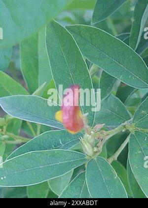 Pigeon Pea (Cajanus cajan) Plantae Stock Photo - Alamy