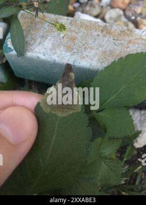 (Nemorimyza maculosa) Insecta Stock Photo - Alamy