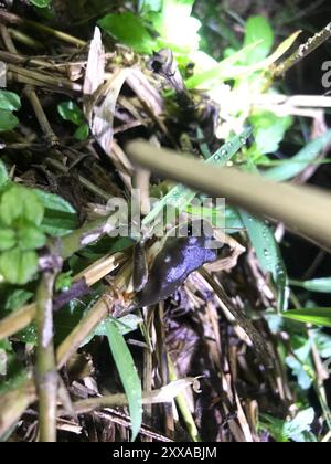 (Pithecopus gonzagai) Amphibia Stock Photo - Alamy