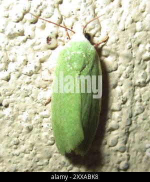 Egyptian Bollworm (Earias insulana) Insecta Stock Photo - Alamy