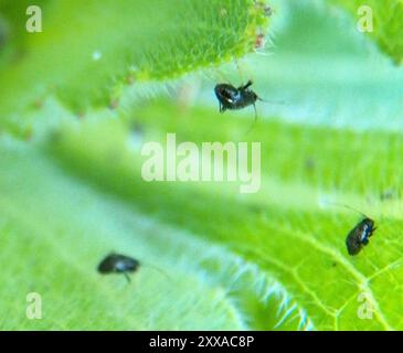 Garden Fleahopper (Microtechnites bractatus) Insecta Stock Photo - Alamy
