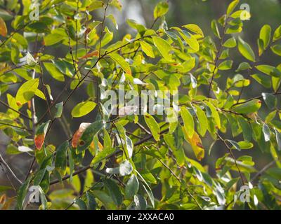 Pop-gun Seed (Bridelia tomentosa) Plantae Stock Photo - Alamy