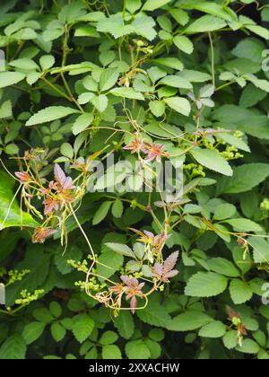 Bushkiller (Causonis japonica) Plantae Stock Photo - Alamy