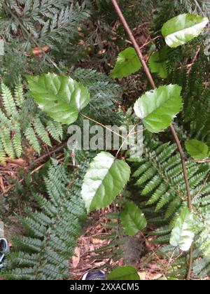 Bush lawyer (Rubus cissoides) Plantae Stock Photo - Alamy