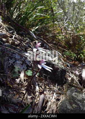 mountain caladenia (Caladenia alpina) Plantae Stock Photo - Alamy