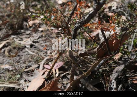 Australian Emperor (Anax papuensis) Insecta Stock Photo - Alamy