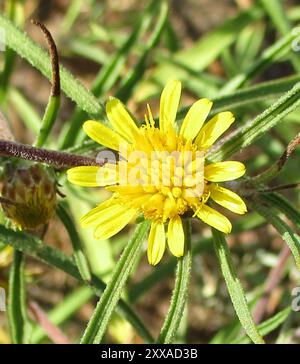 Vomitdaisies (Geigeria) Plantae Stock Photo - Alamy