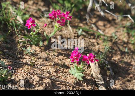 Granite Kabong (Lapeirousia silenoides) Plantae Stock Photo - Alamy