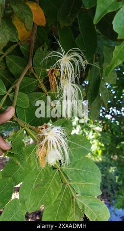 river koko (Inga vera), Plantae, 26WW+XQ, Guanare 3350, Portuguesa ...