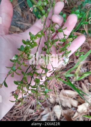 Shiny blueberry (Vaccinium myrsinites) Plantae Stock Photo - Alamy