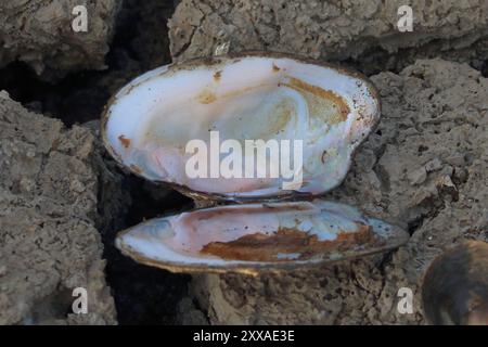 Purple Nacre Mussel (Alathyria pertexta) Mollusca Stock Photo - Alamy