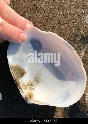 Dish Surfclam (Mactromeris catilliformis) Mollusca Stock Photo - Alamy