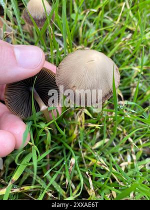 Tall Psathyrella (Psathyrella longipes) Fungi Stock Photo - Alamy