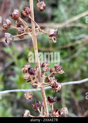 swamp loosestrife (Decodon verticillatus) Plantae Stock Photo - Alamy