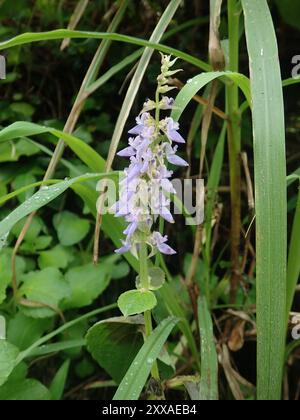 (Coleus formosanus) Plantae Stock Photo - Alamy