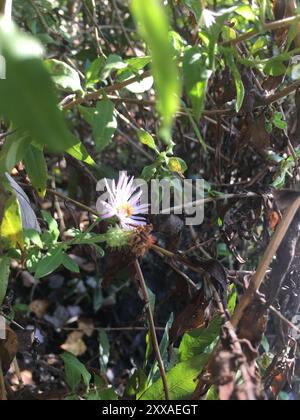 Climbing Aster (Ampelaster carolinianus) Plantae Stock Photo - Alamy