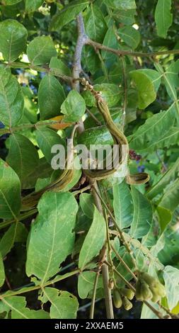 river koko (Inga vera) Plantae Stock Photo - Alamy