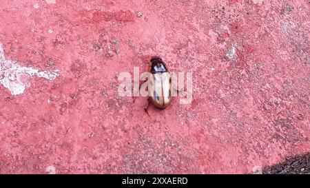 Masked Chafers and Rice Beetles (Cyclocephalini) Insecta Stock Photo ...