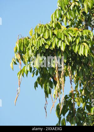 Emerald Tree (Radermachera sinica) Plantae Stock Photo - Alamy