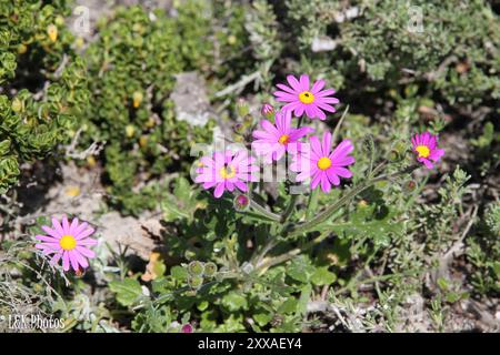 Sandveld Ragwort (Senecio arenarius) Plantae Stock Photo - Alamy