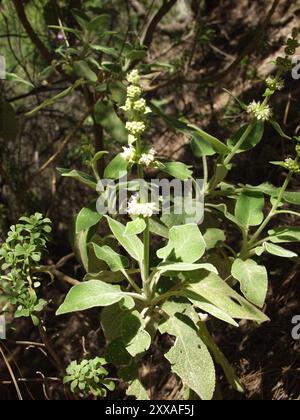 (Sideritis canariensis) Plantae Stock Photo - Alamy